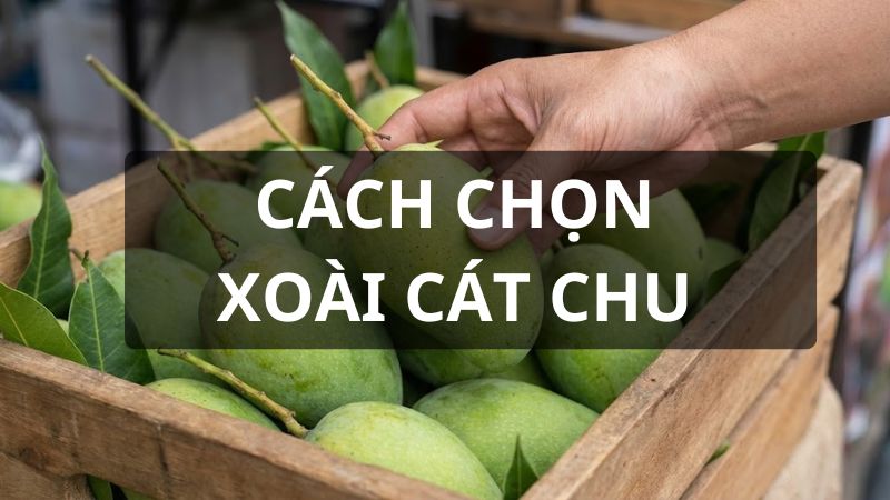 9 Cách Chọn Xoài Cát Chu Ngon Ngọt, Dày Thịt Chuẩn